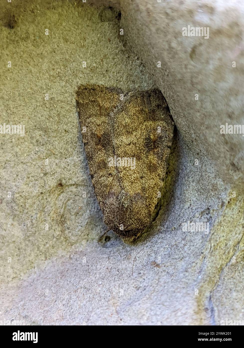 Mottled Rustic (Caradrina morpheus Stock Photo - Alamy