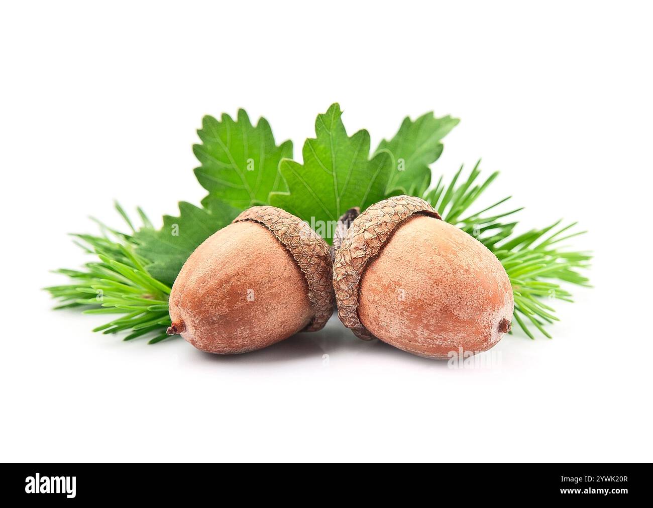 Autumn leaves acorns on Cut Out Stock Images & Pictures - Alamy