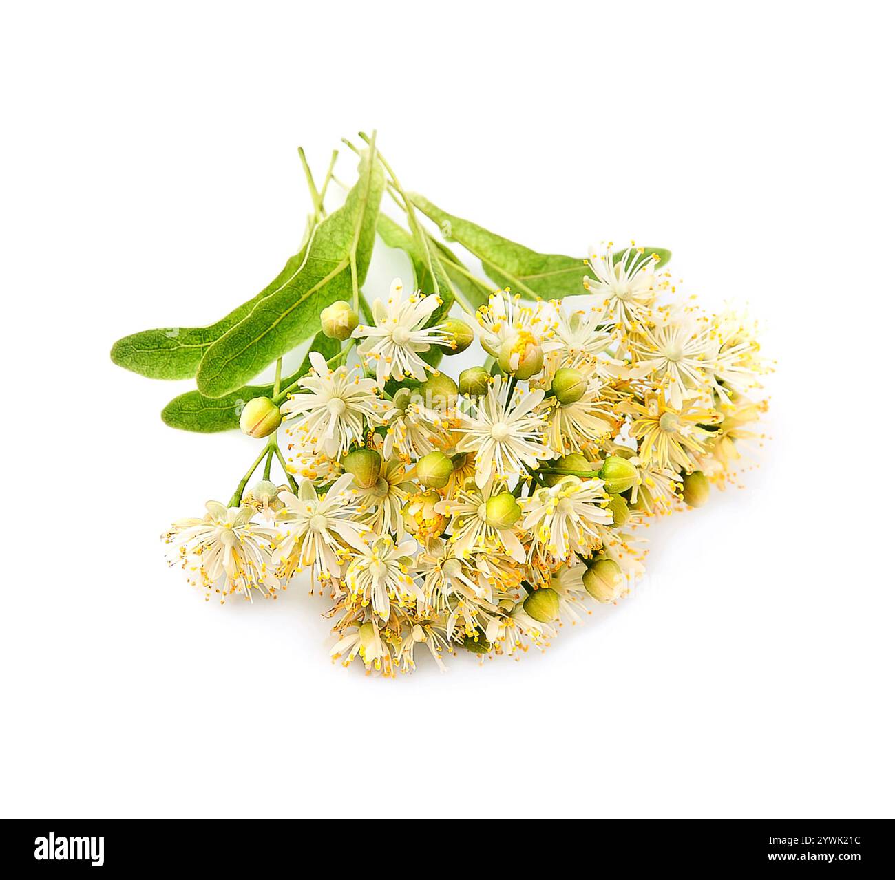twig of linden plant on white backgrounds closeup. Healthy food ...