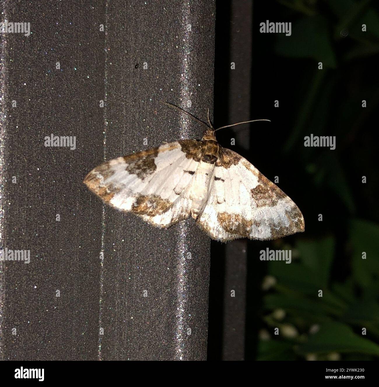 Melanthia procellata hi-res stock photography and images - Alamy