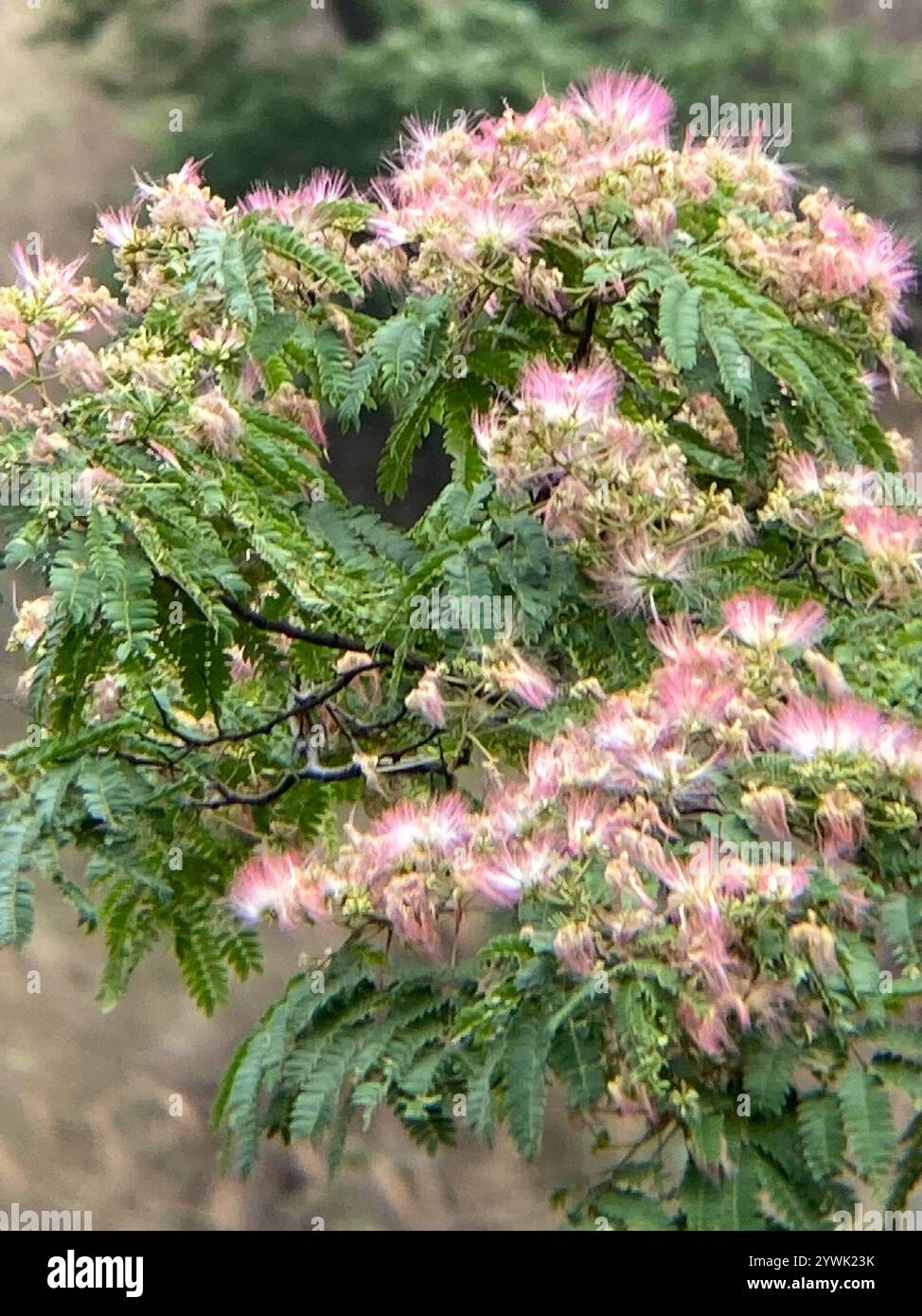 Persian silk tree (Albizia julibrissin Stock Photo - Alamy