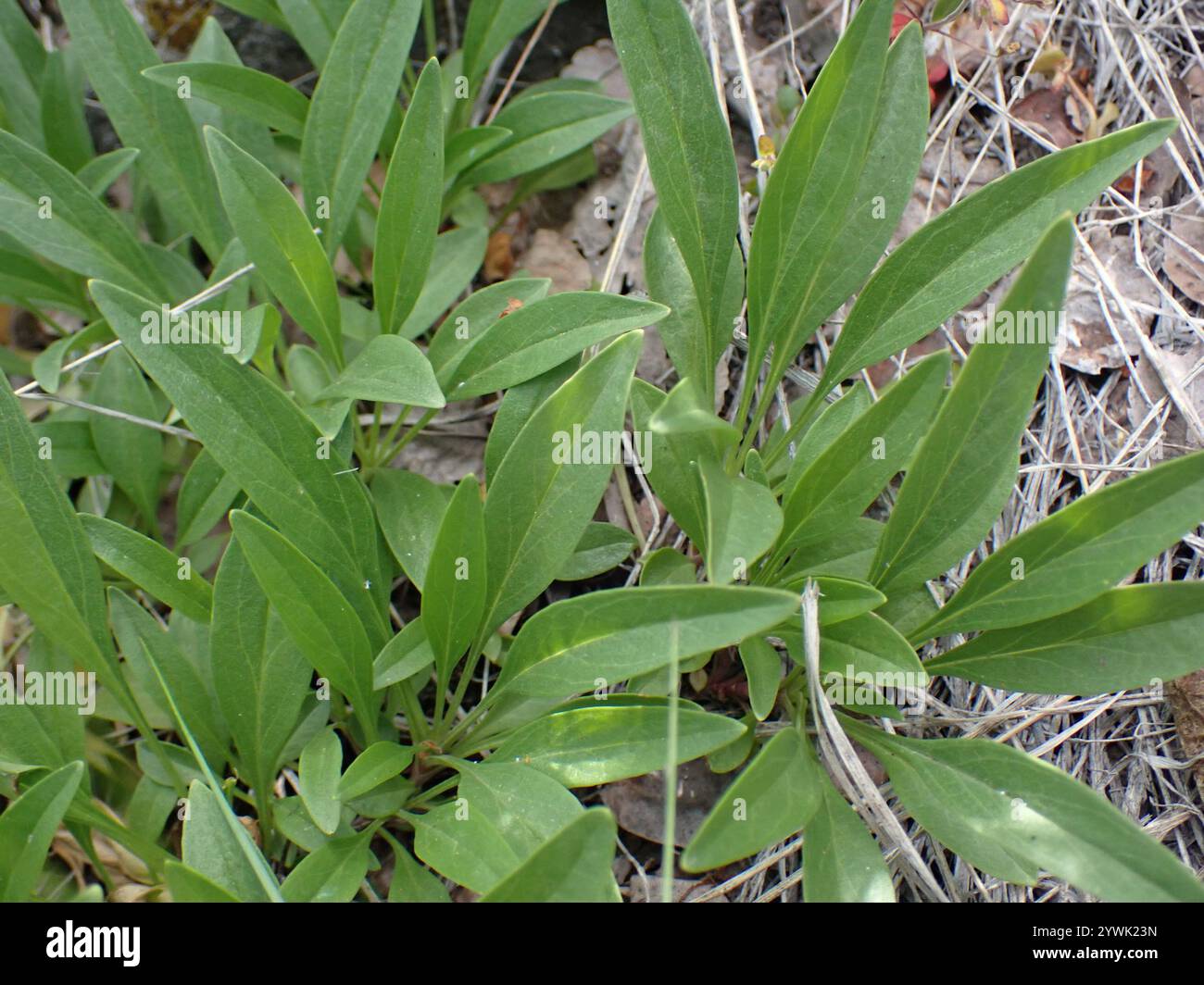 Yellow Beardtongue (Penstemon confertus Stock Photo - Alamy