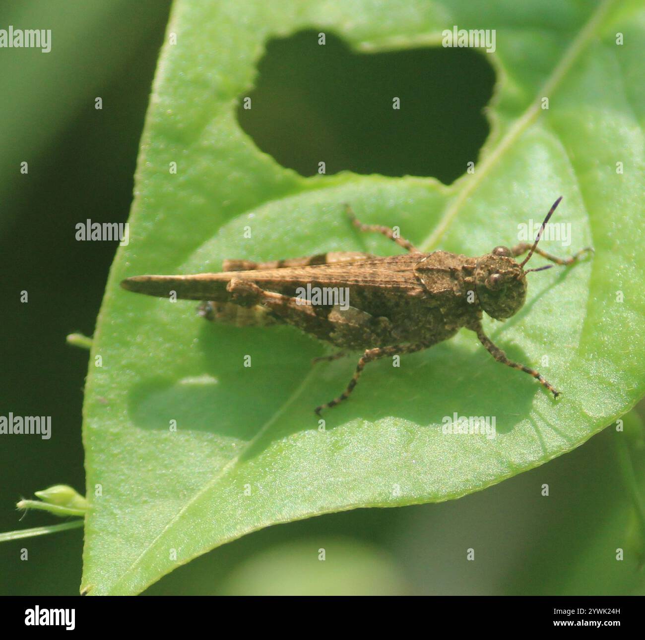 Carinate Locust (Trilophidia annulata Stock Photo - Alamy