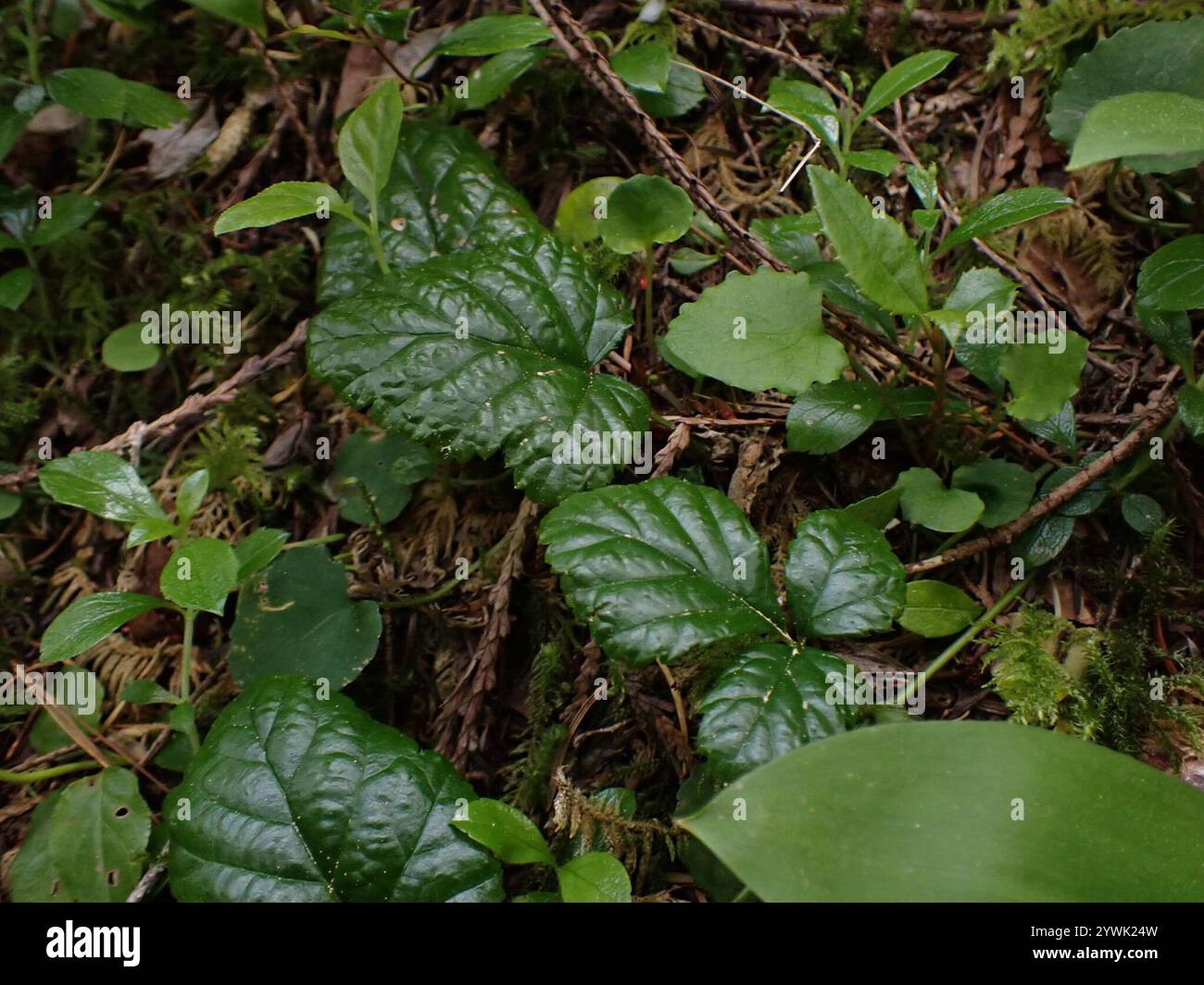 snow dwarf bramble (Rubus nivalis Stock Photo - Alamy