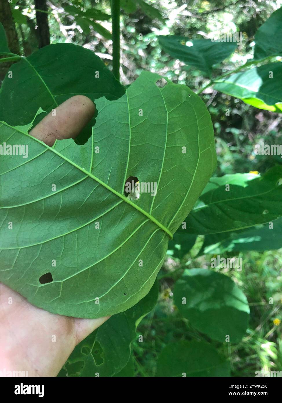 Wafer Ash (Ptelea trifoliata mollis Stock Photo - Alamy