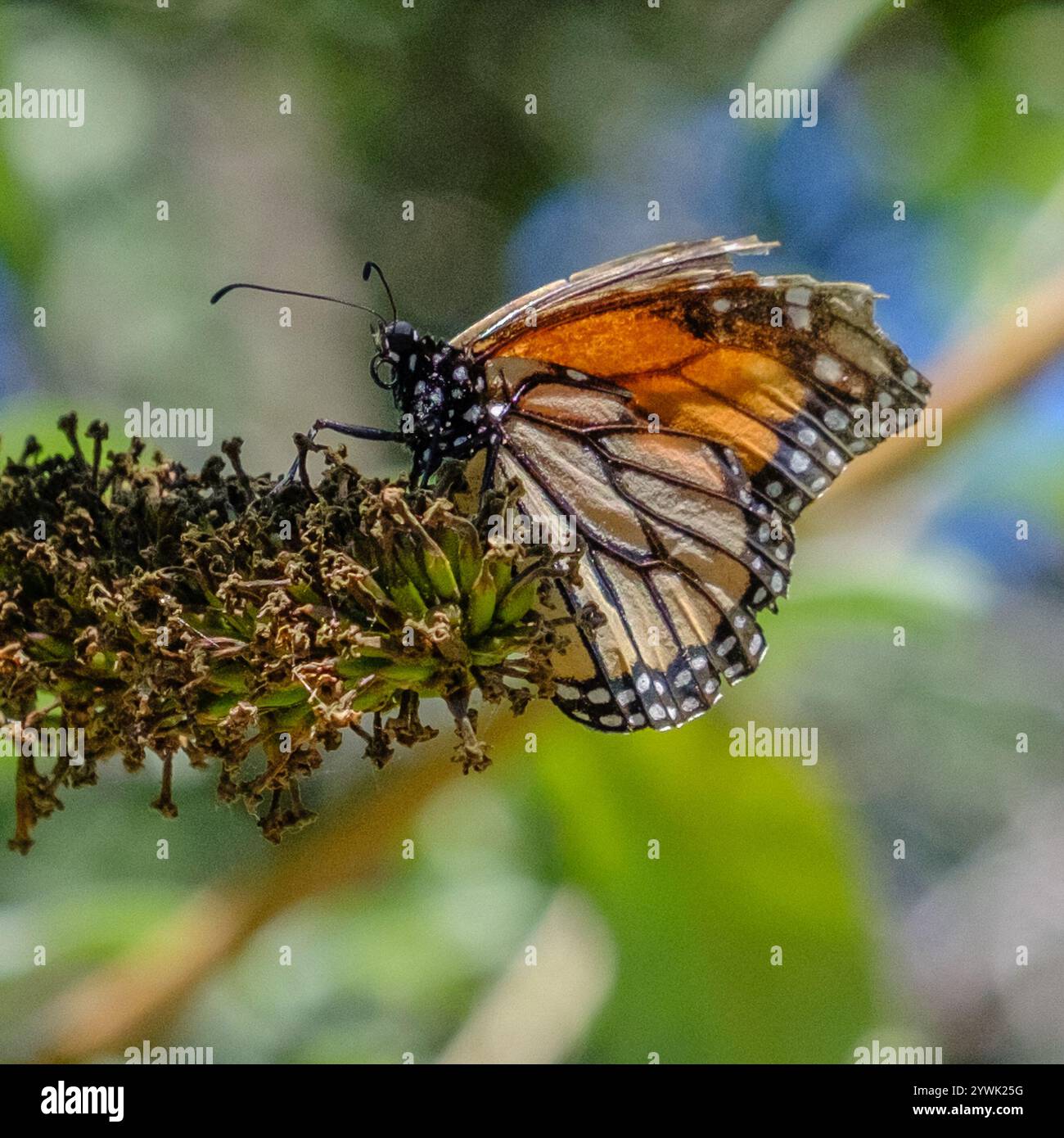 Migratory Monarch (Danaus plexippus plexippus Stock Photo - Alamy