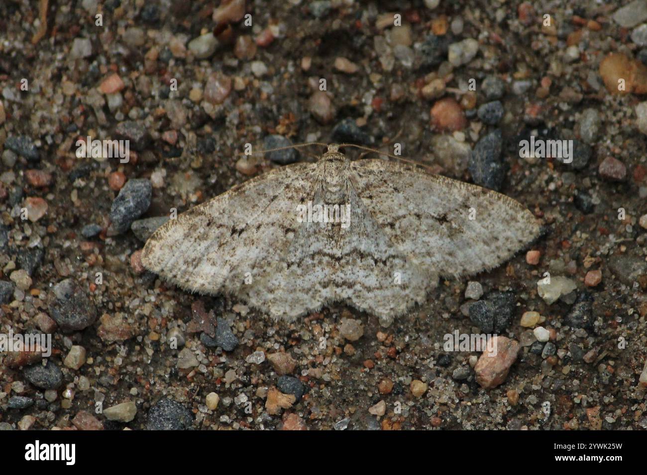 Small Engrailed (Ectropis crepuscularia Stock Photo - Alamy