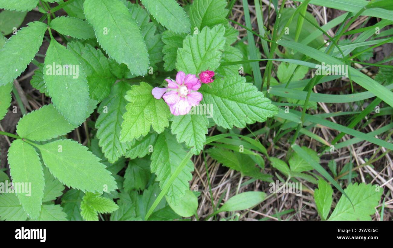 Arctic raspberry (Rubus arcticus Stock Photo - Alamy