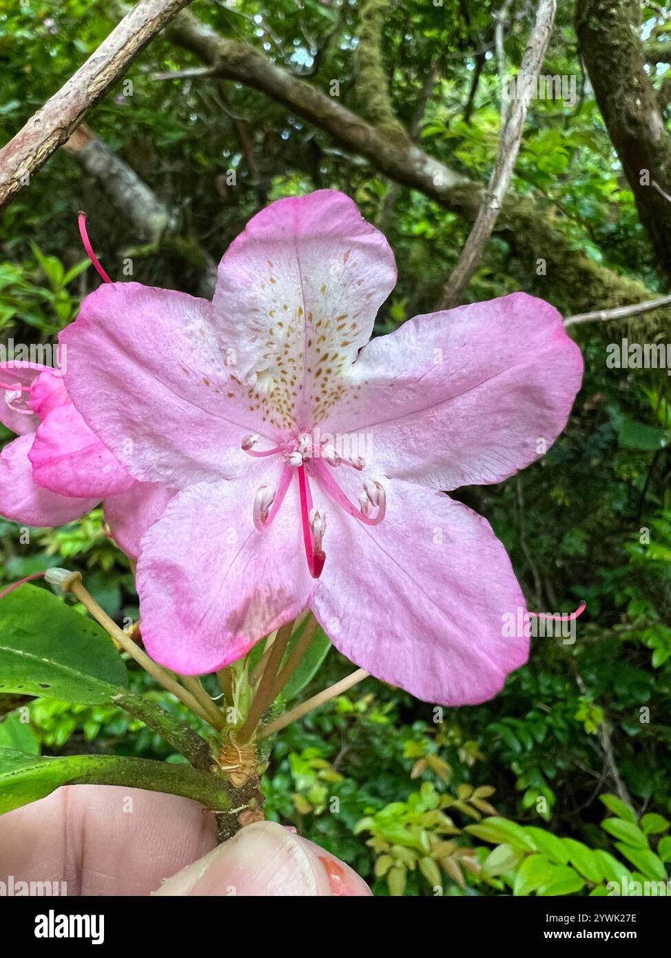 Pacific rhododendron (Rhododendron macrophyllum Stock Photo - Alamy