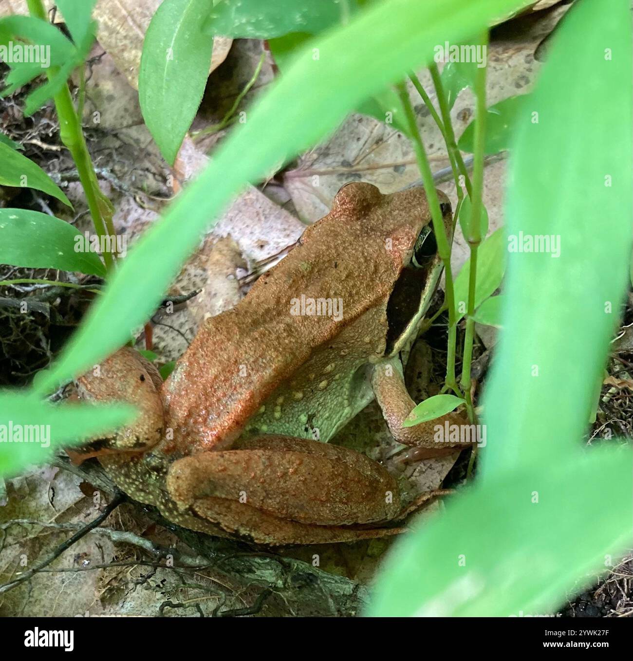 Wood Frog (Lithobates sylvaticus Stock Photo - Alamy