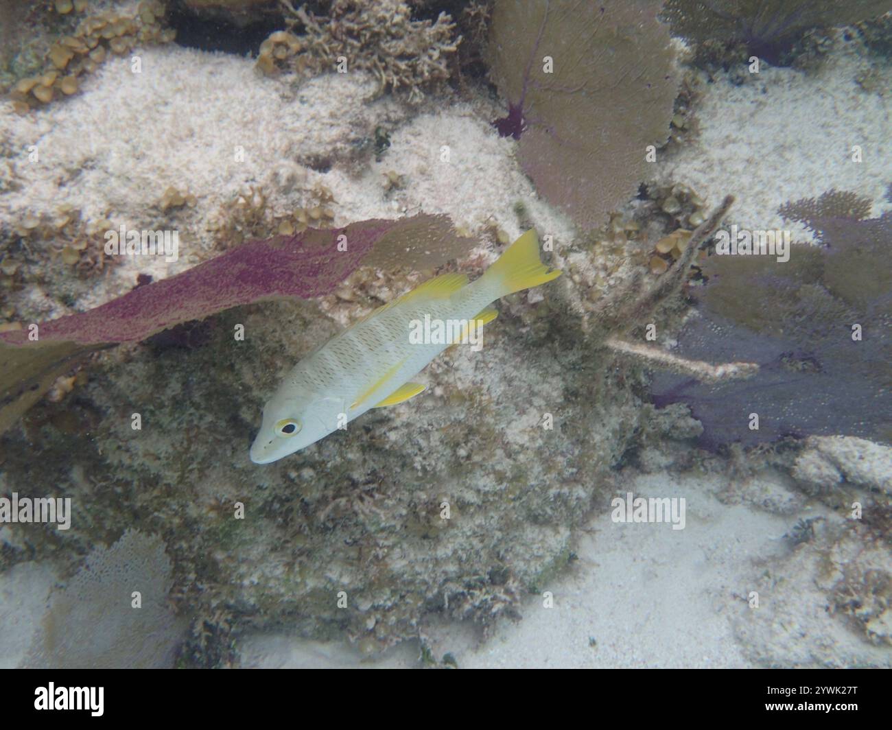 Schoolmaster Snapper (Lutjanus apodus Stock Photo - Alamy