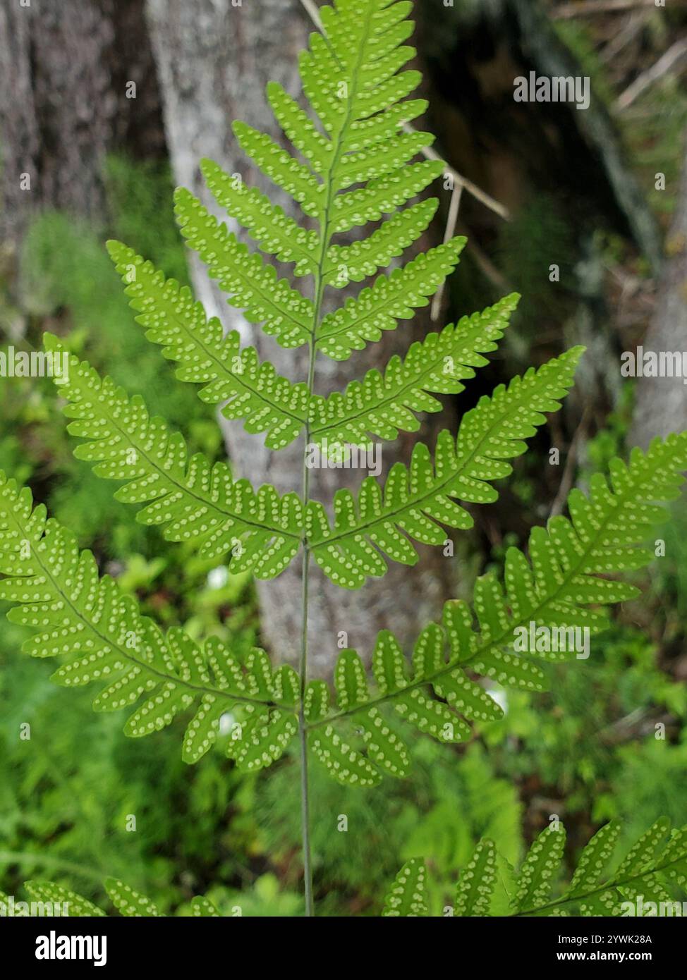 oak ferns (Gymnocarpium Stock Photo - Alamy