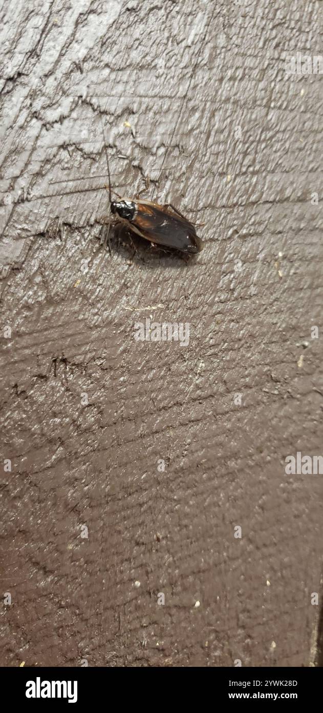 Pennsylvania Wood Cockroach (Parcoblatta pennsylvanica Stock Photo - Alamy