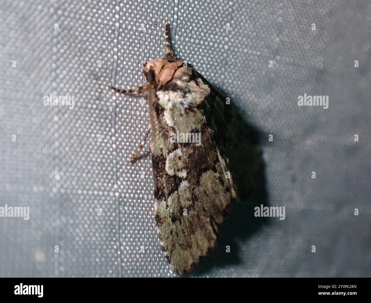 Marbled-green Leuconycta Moth (Leuconycta lepidula Stock Photo - Alamy