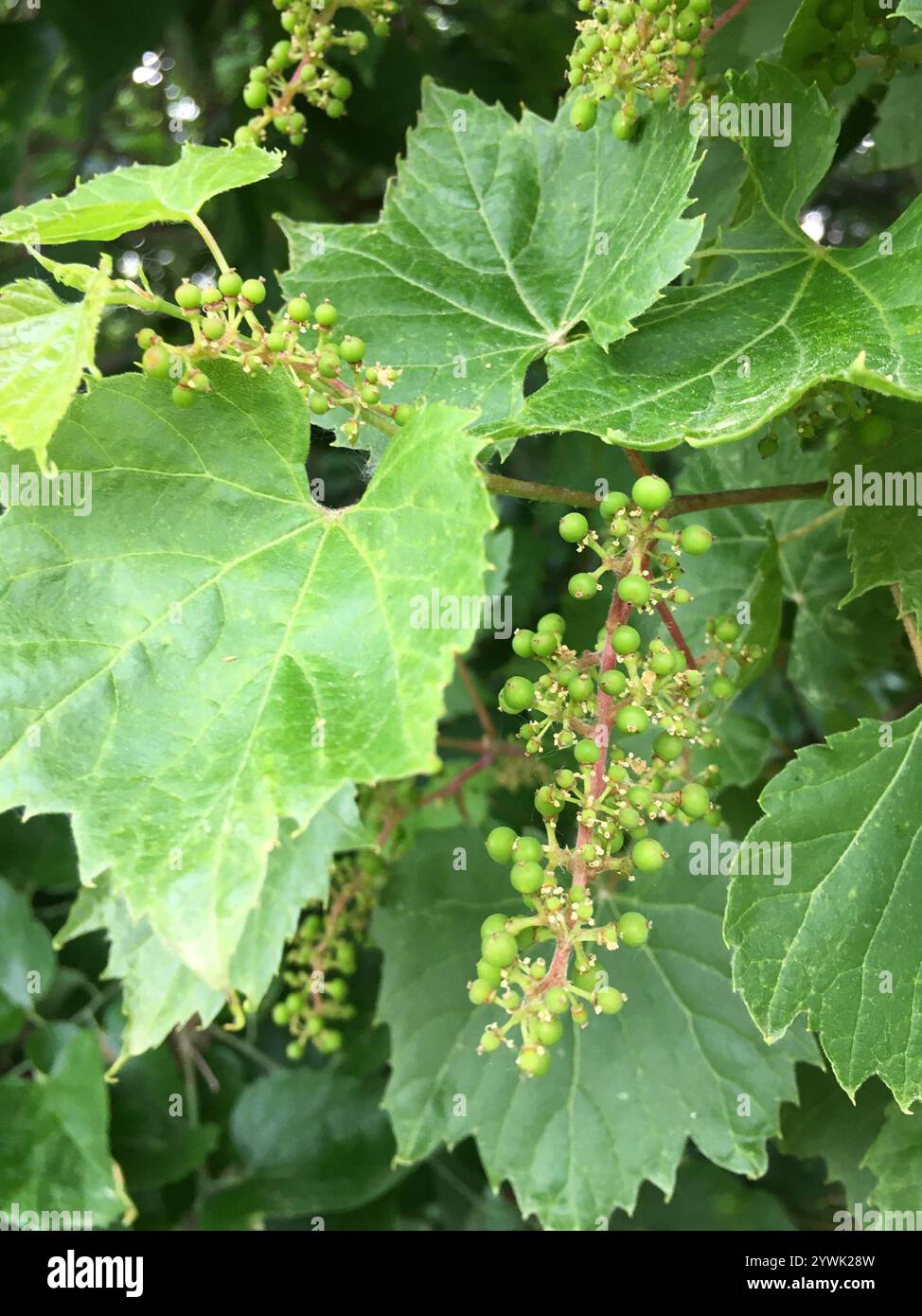 riverbank grape (Vitis riparia Stock Photo - Alamy