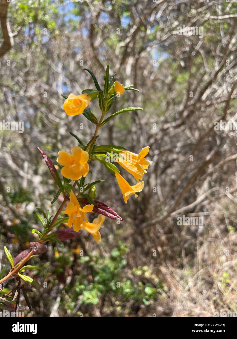 orange bush monkeyflower (Diplacus aurantiacus Stock Photo - Alamy