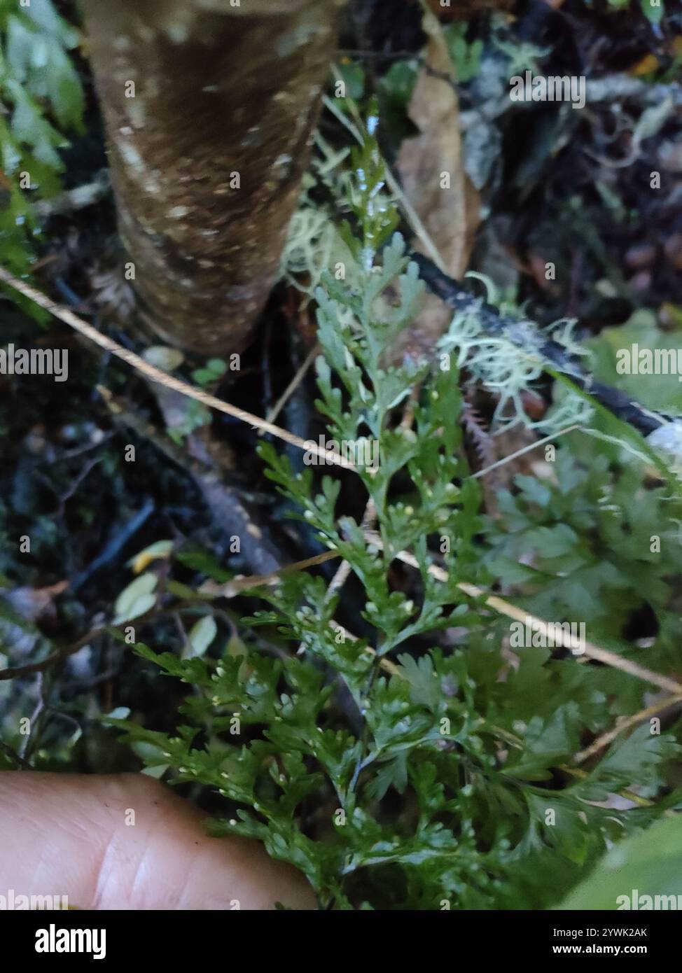drooping filmy fern (Hymenophyllum demissum Stock Photo - Alamy