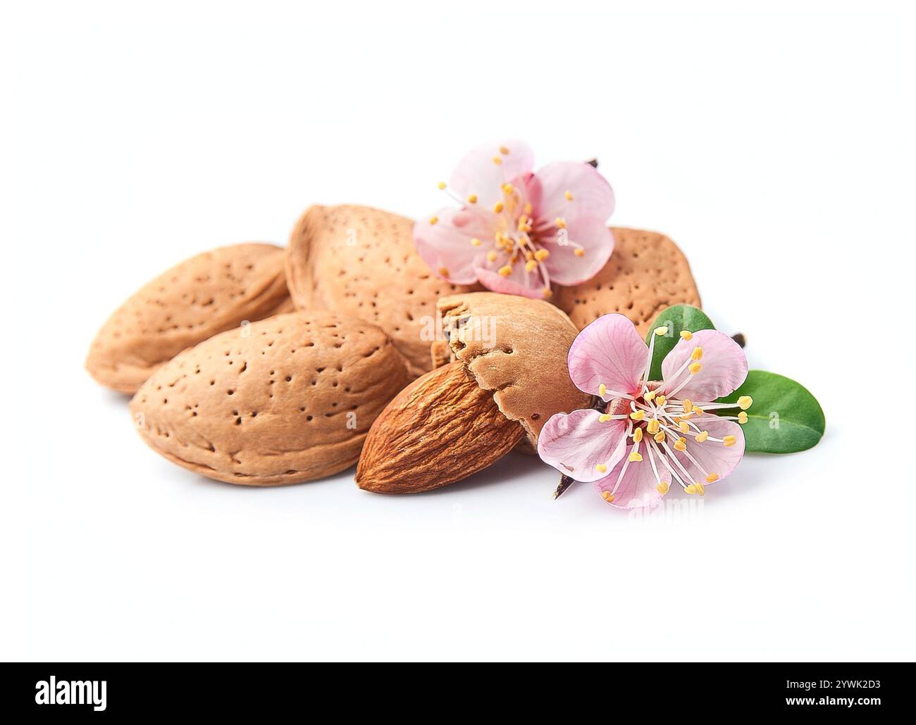 Blooms almonds nuts on white backgrounds Stock Photo - Alamy