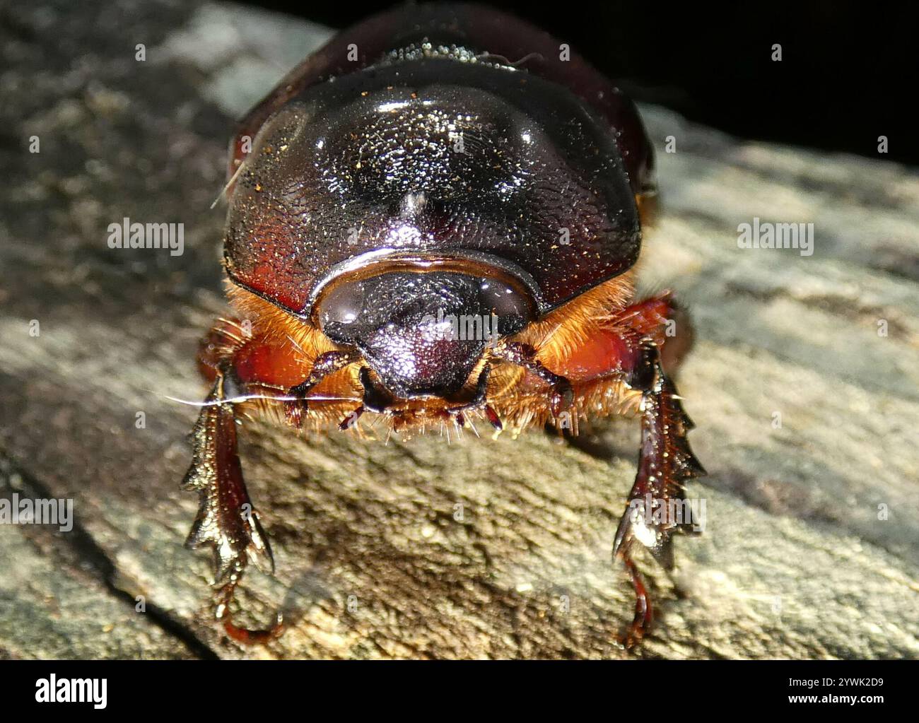 Aloeus Ox Beetle (Strategus aloeus Stock Photo - Alamy