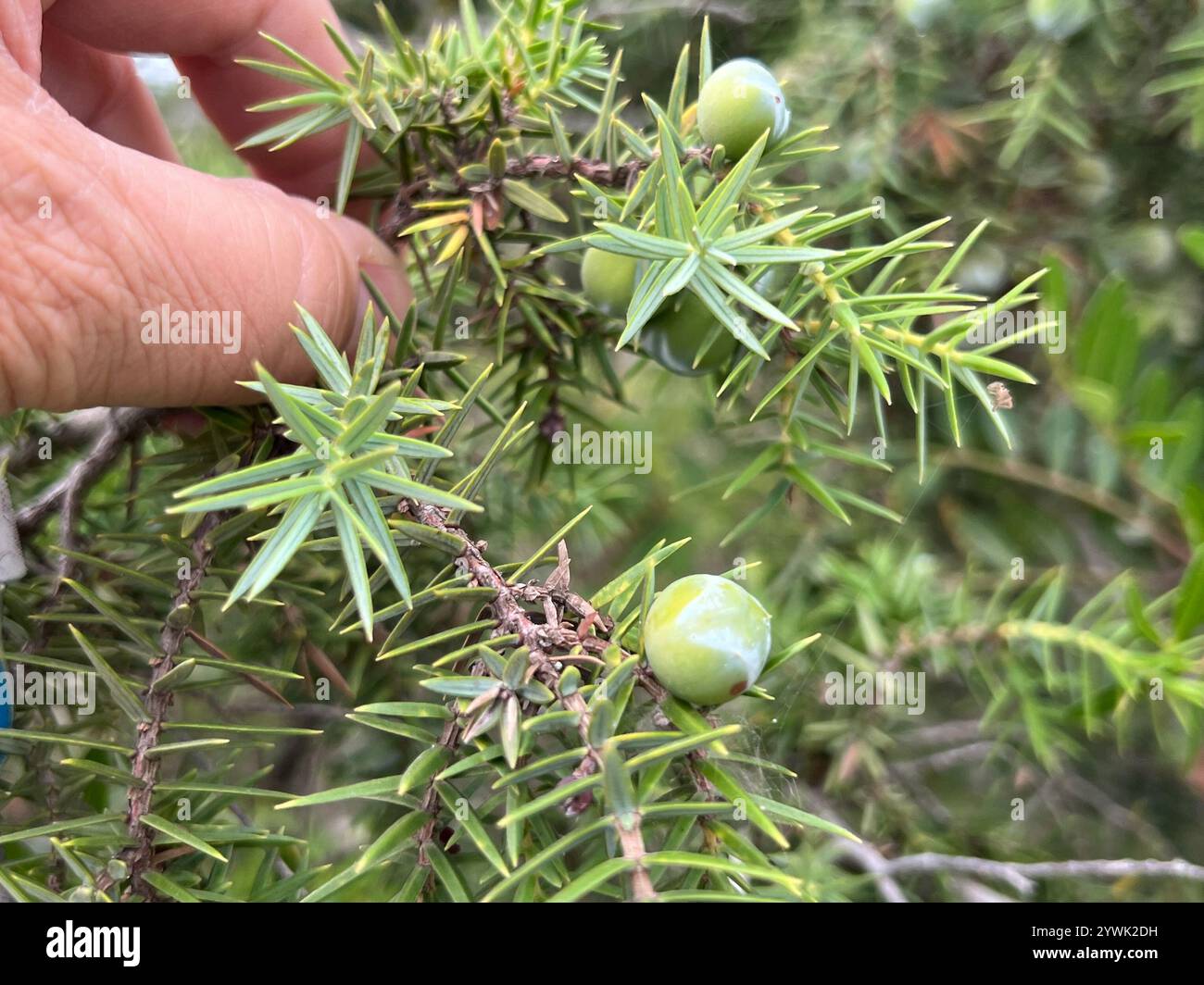 large-fruited juniper (Juniperus macrocarpa Stock Photo - Alamy