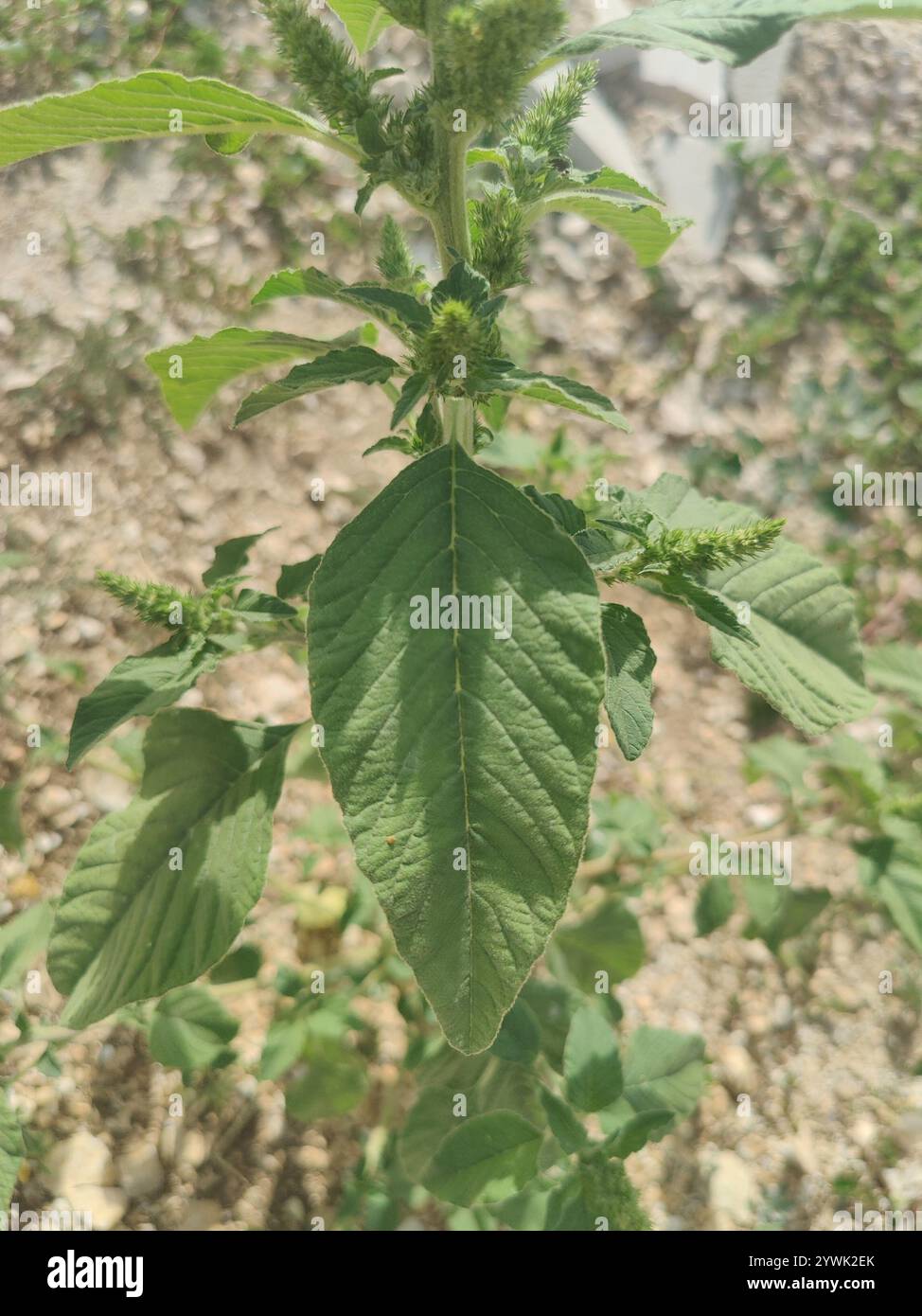 Redroot Amaranth (Amaranthus retroflexus Stock Photo - Alamy
