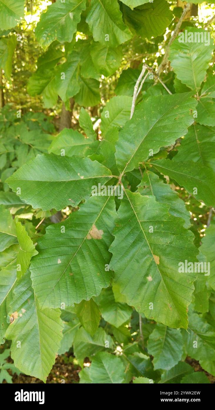 swamp chestnut oak (Quercus michauxii Stock Photo - Alamy