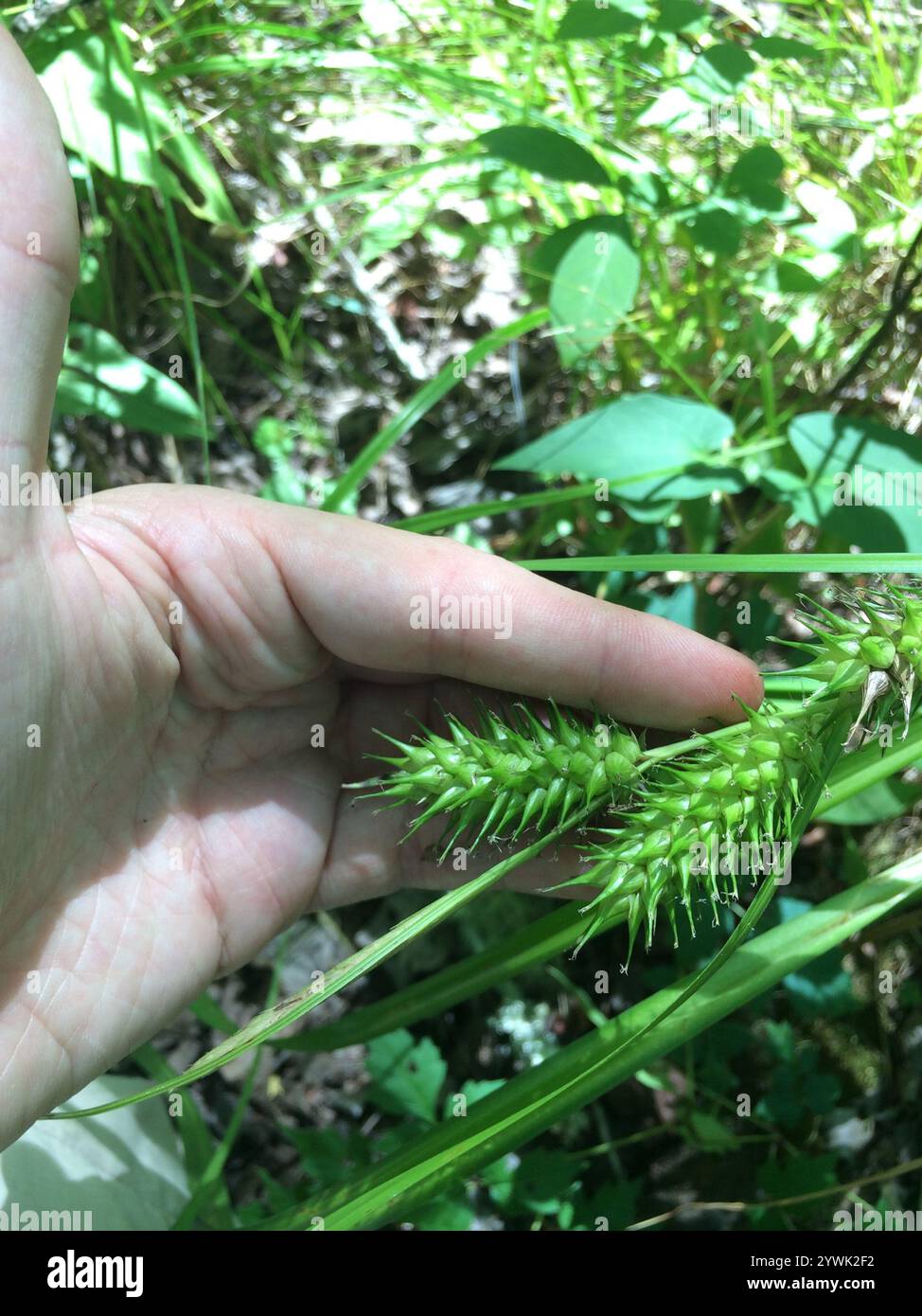 hop sedge (Carex lupulina Stock Photo - Alamy