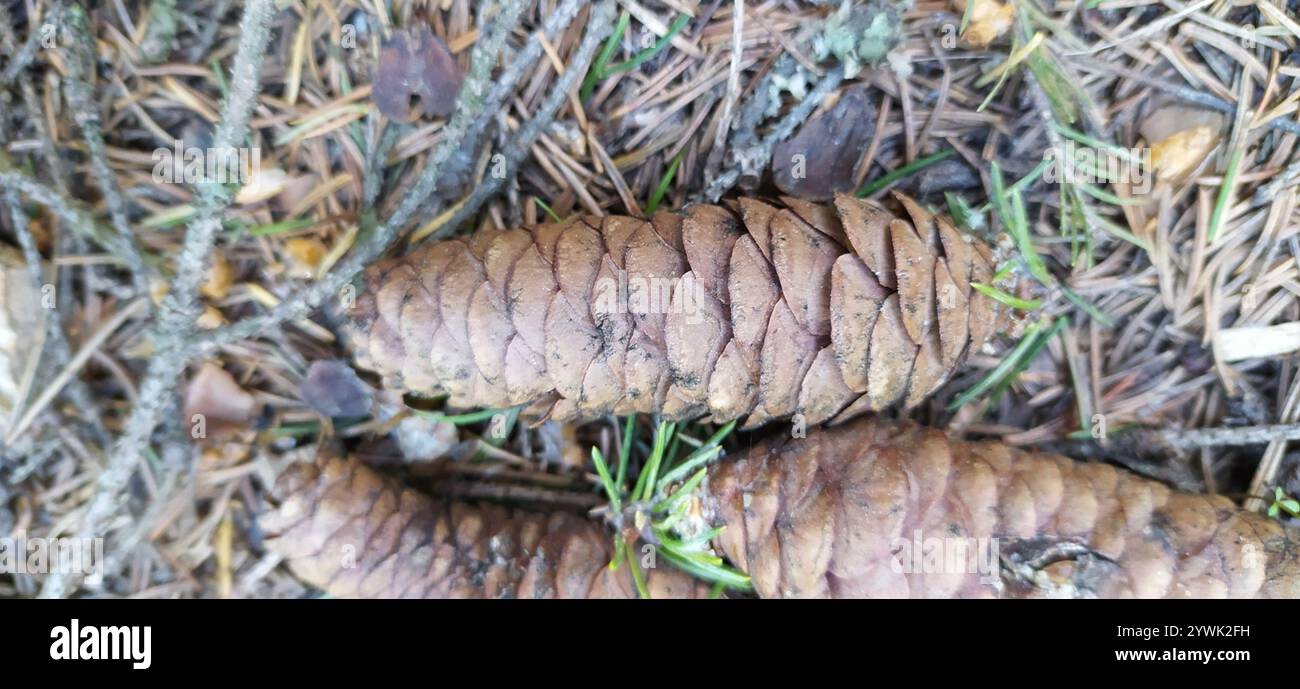 Siberian spruce (Picea obovata Stock Photo - Alamy