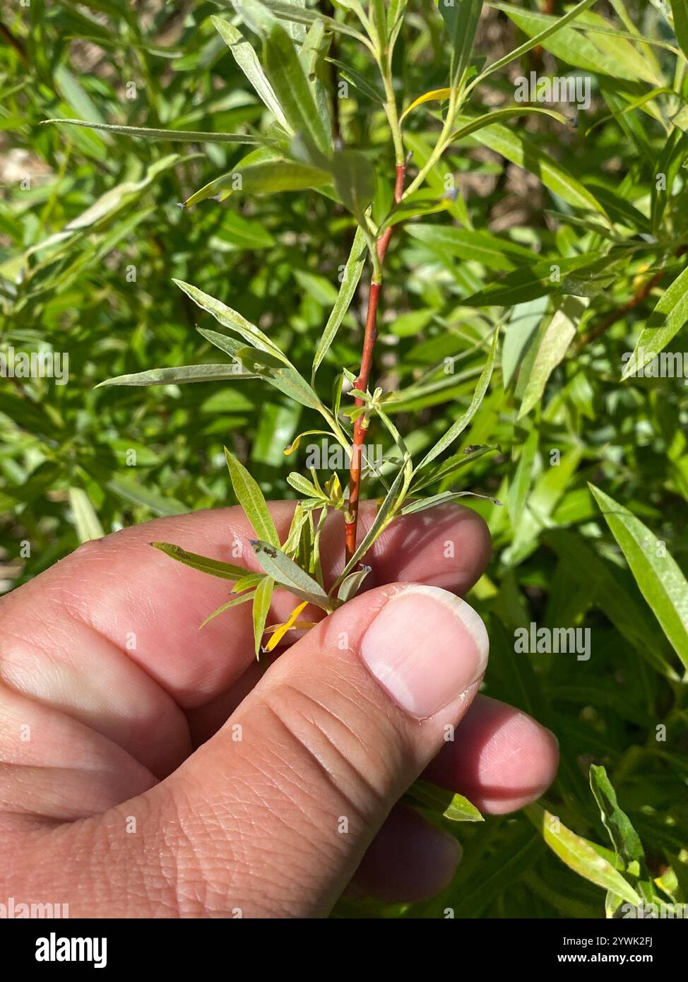 willow family (Salicaceae Stock Photo - Alamy