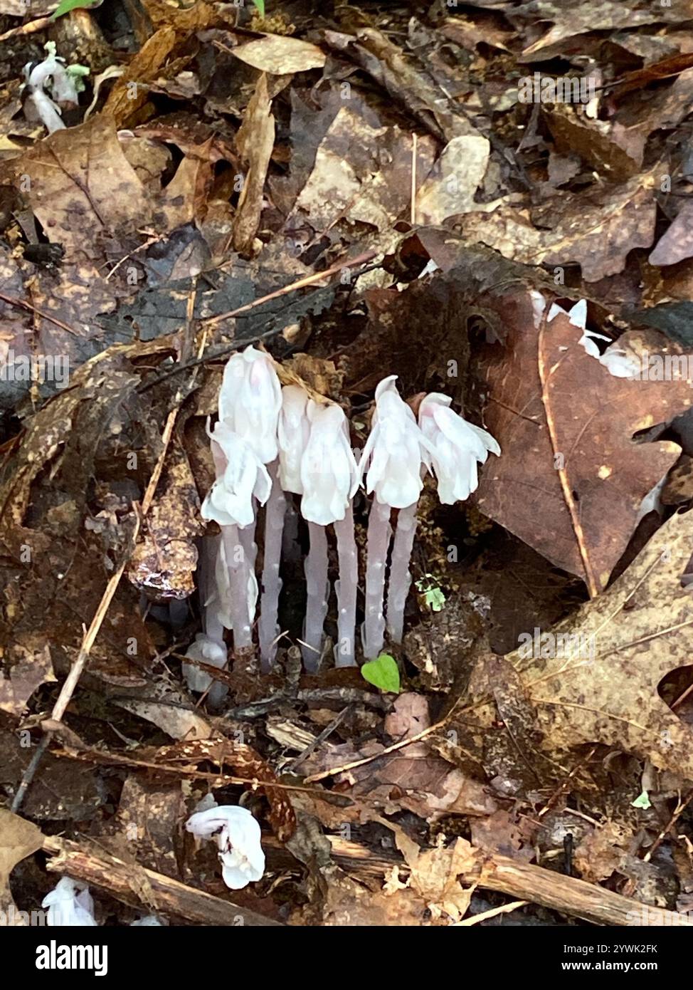 Ghost Pipe (Monotropa uniflora Stock Photo - Alamy