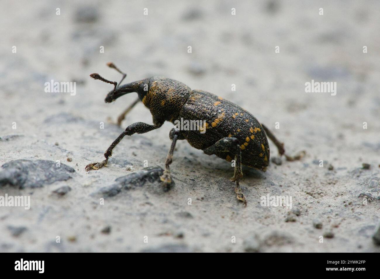 Large Pine Weevil (Hylobius abietis Stock Photo - Alamy