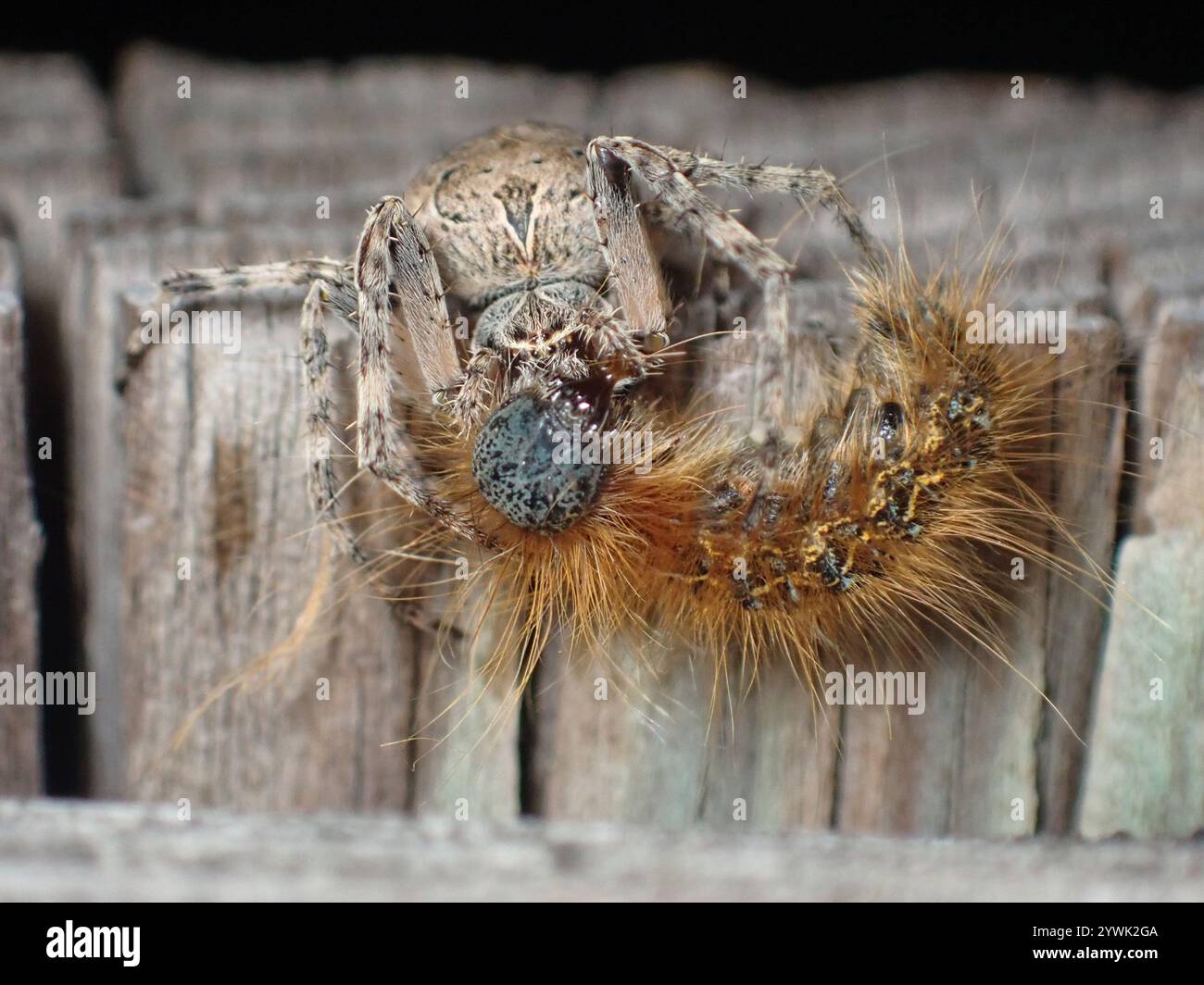 Grey Cross Spider (Larinioides sclopetarius Stock Photo - Alamy