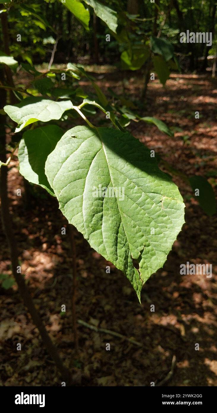 Bigleaf Snowbell (Styrax grandifolius Stock Photo - Alamy
