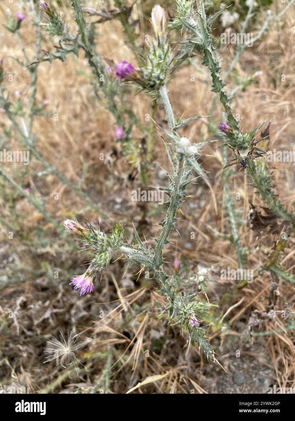 Italian thistle (Carduus pycnocephalus Stock Photo - Alamy