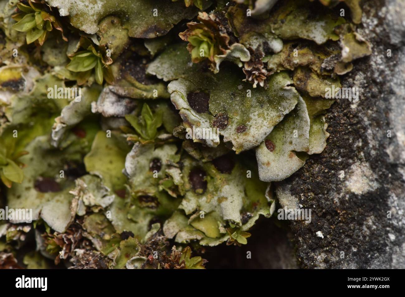 Common Chocolate Chip Lichen (Solorina saccata Stock Photo - Alamy