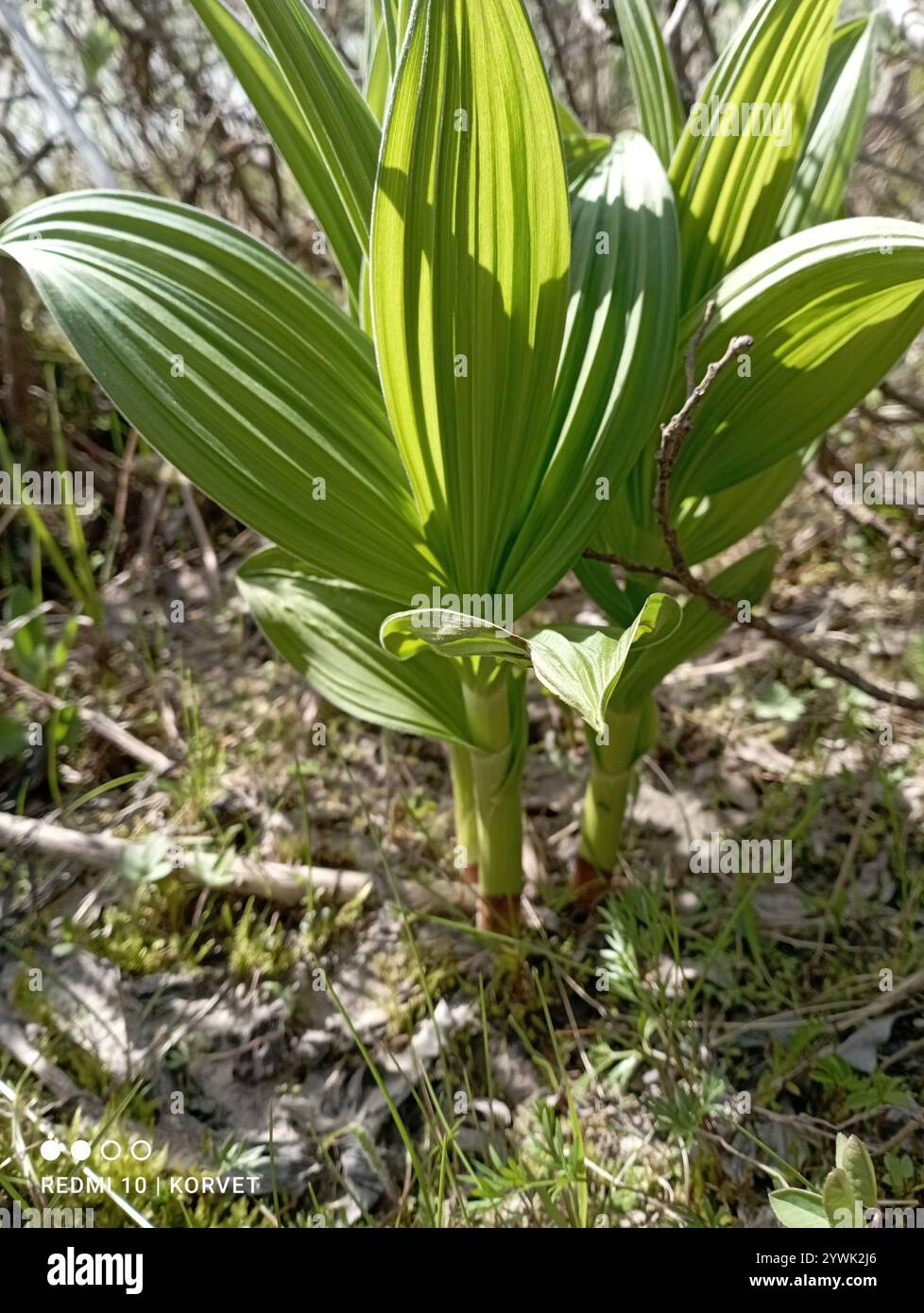 White Hellebore (Veratrum lobelianum Stock Photo - Alamy
