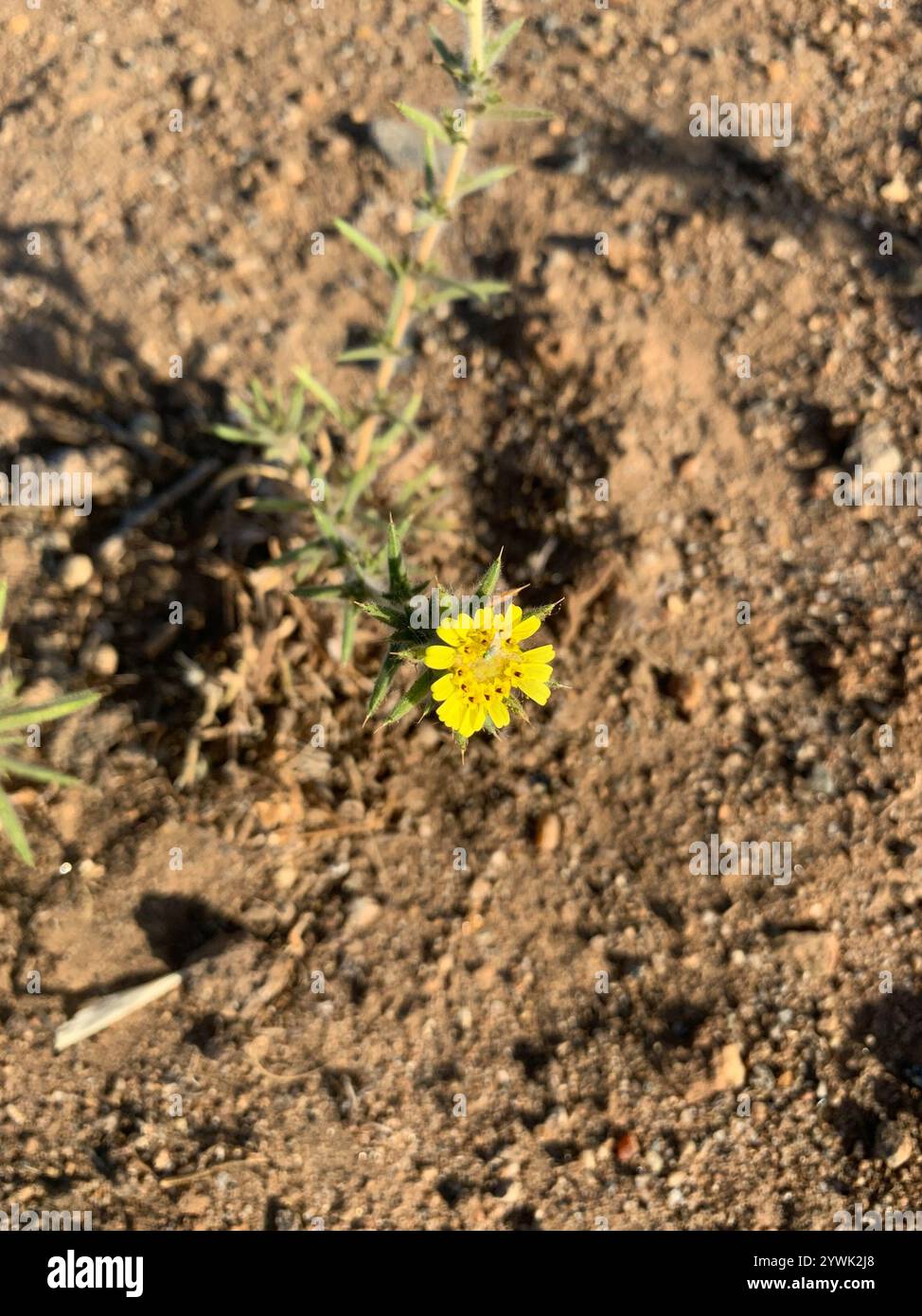 Common Spikeweed (Centromadia pungens Stock Photo - Alamy