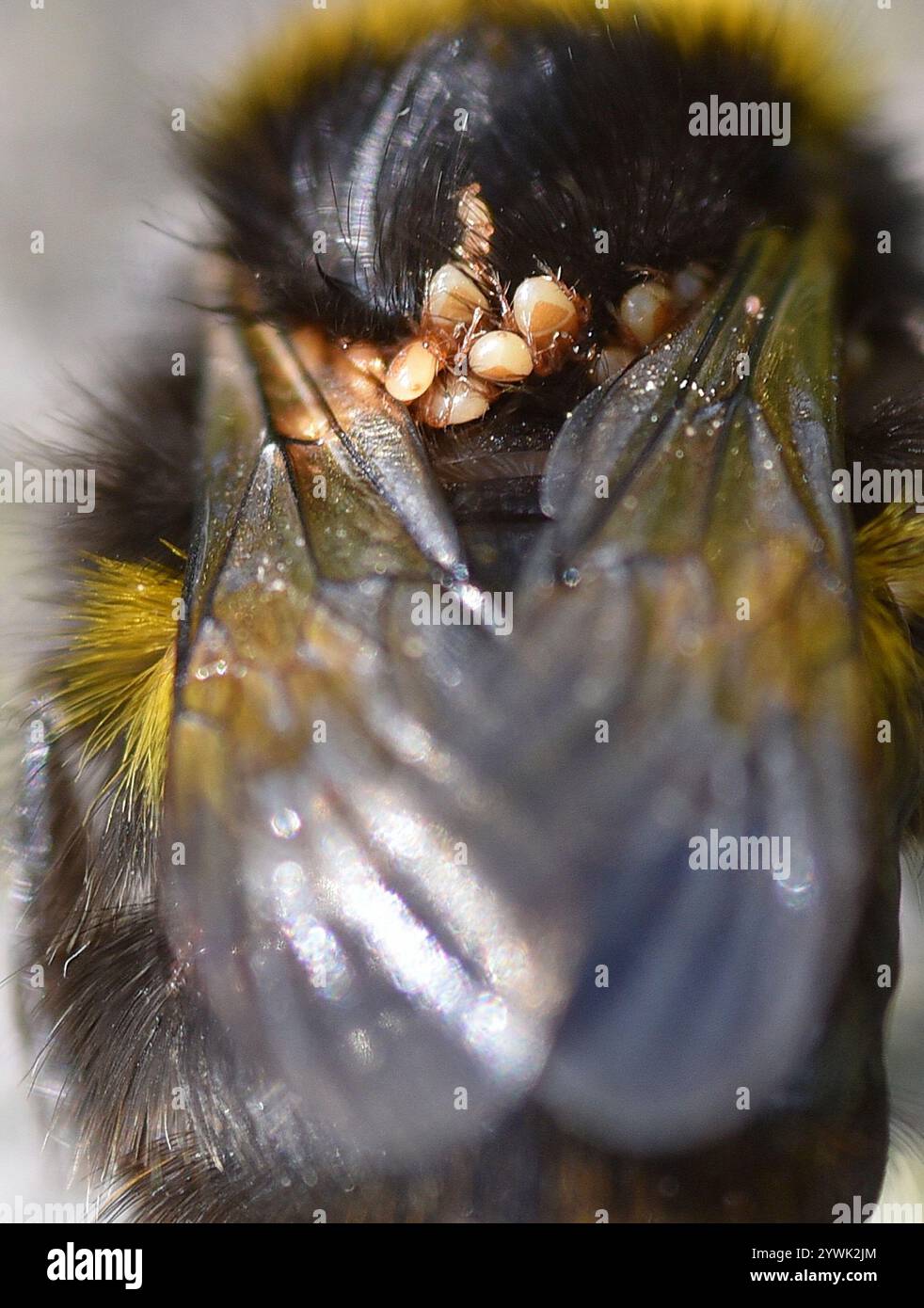 Parasitellus hi-res stock photography and images - Alamy
