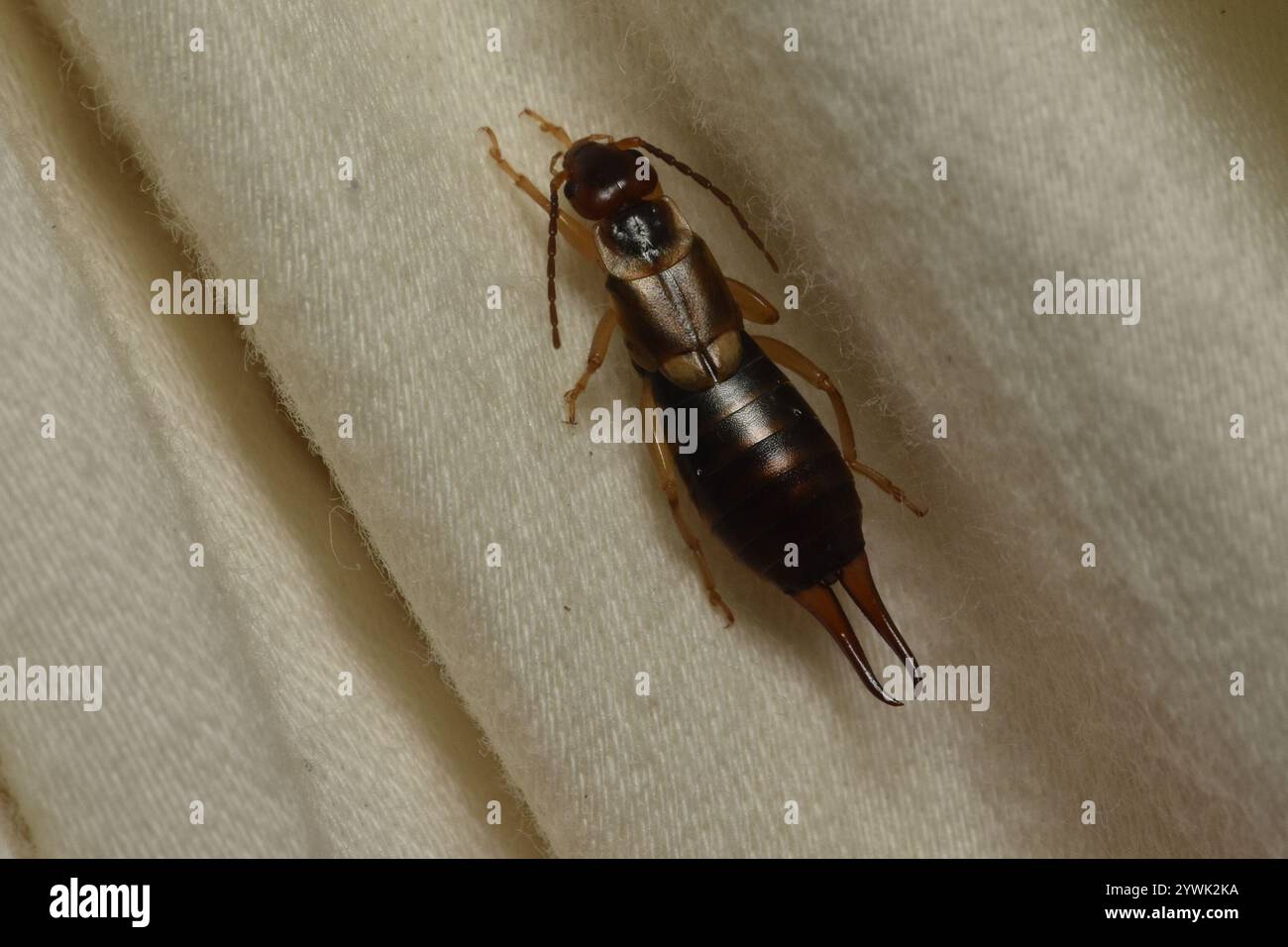 Forficulidae earwigs hi-res stock photography and images - Alamy