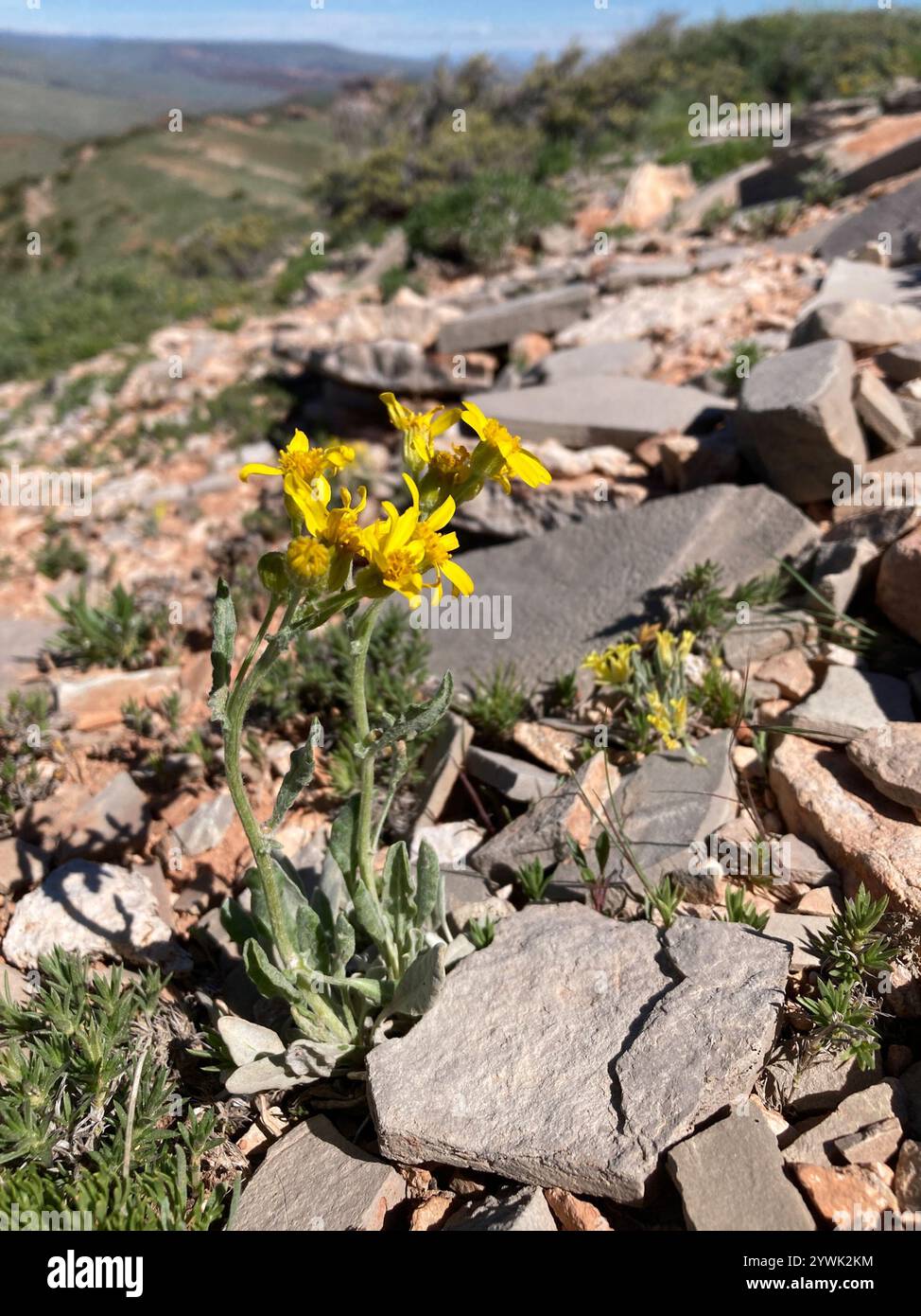 woolly groundsel (Packera cana Stock Photo - Alamy
