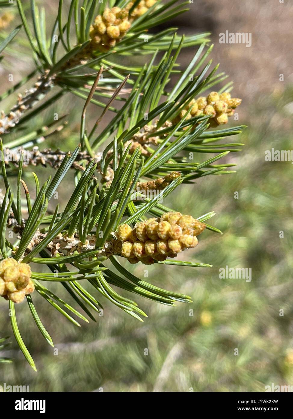 Colorado Pinyon (Pinus edulis Stock Photo - Alamy