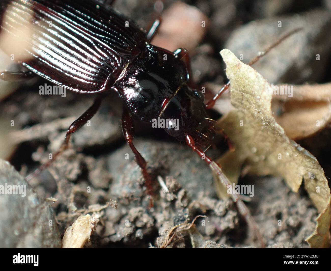 European Gazelle Beetle (Nebria brevicollis Stock Photo - Alamy