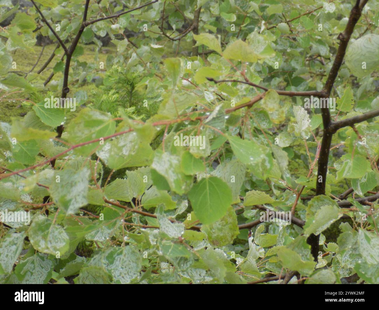 European aspen (Populus tremula Stock Photo - Alamy