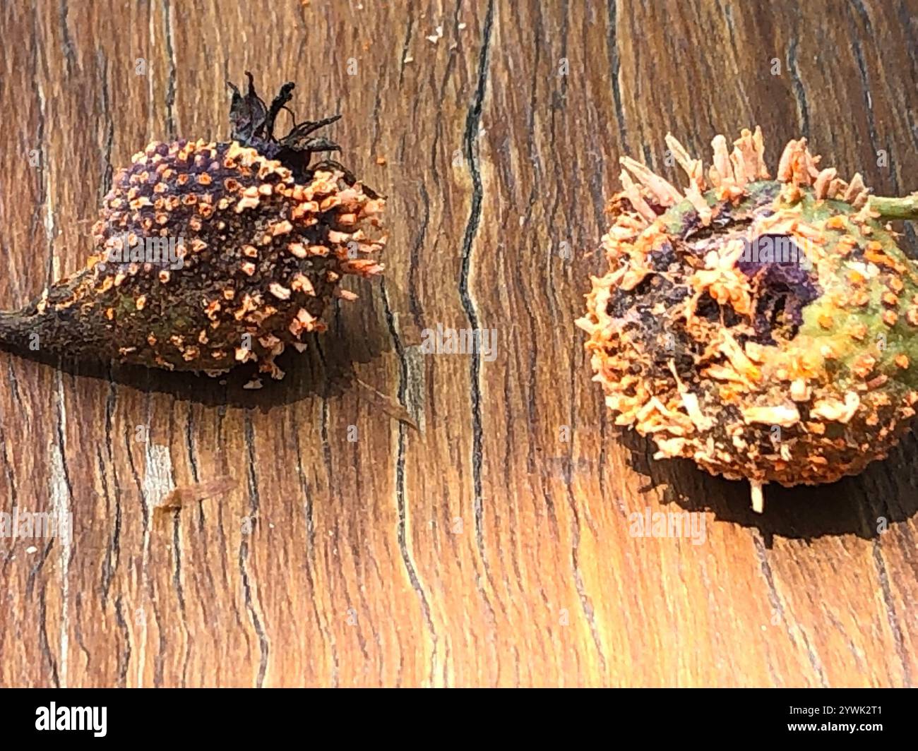 quince rust (Gymnosporangium clavipes Stock Photo - Alamy