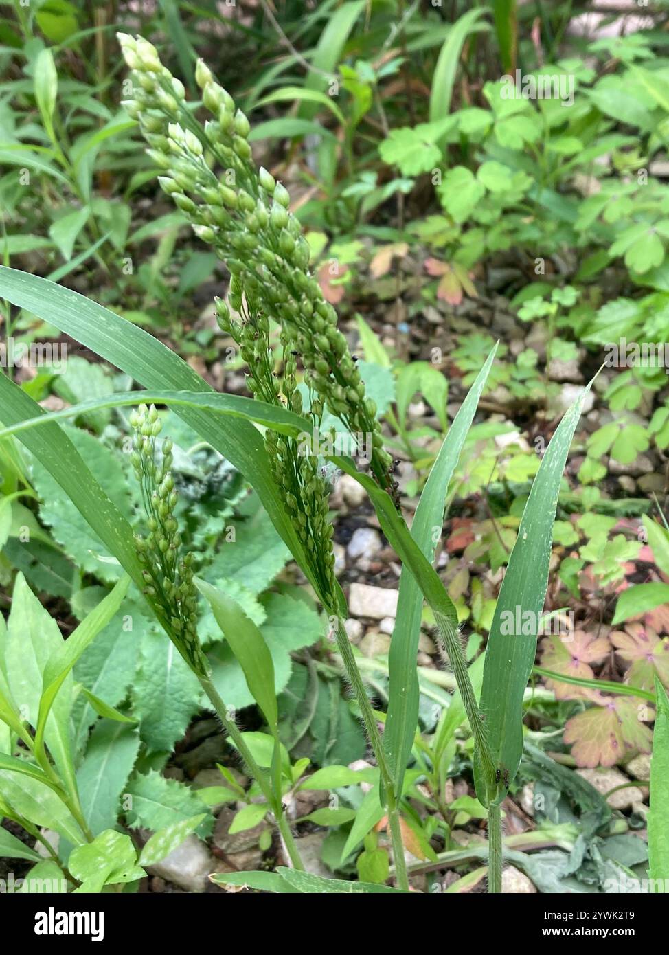 Proso Millet (Panicum miliaceum Stock Photo - Alamy