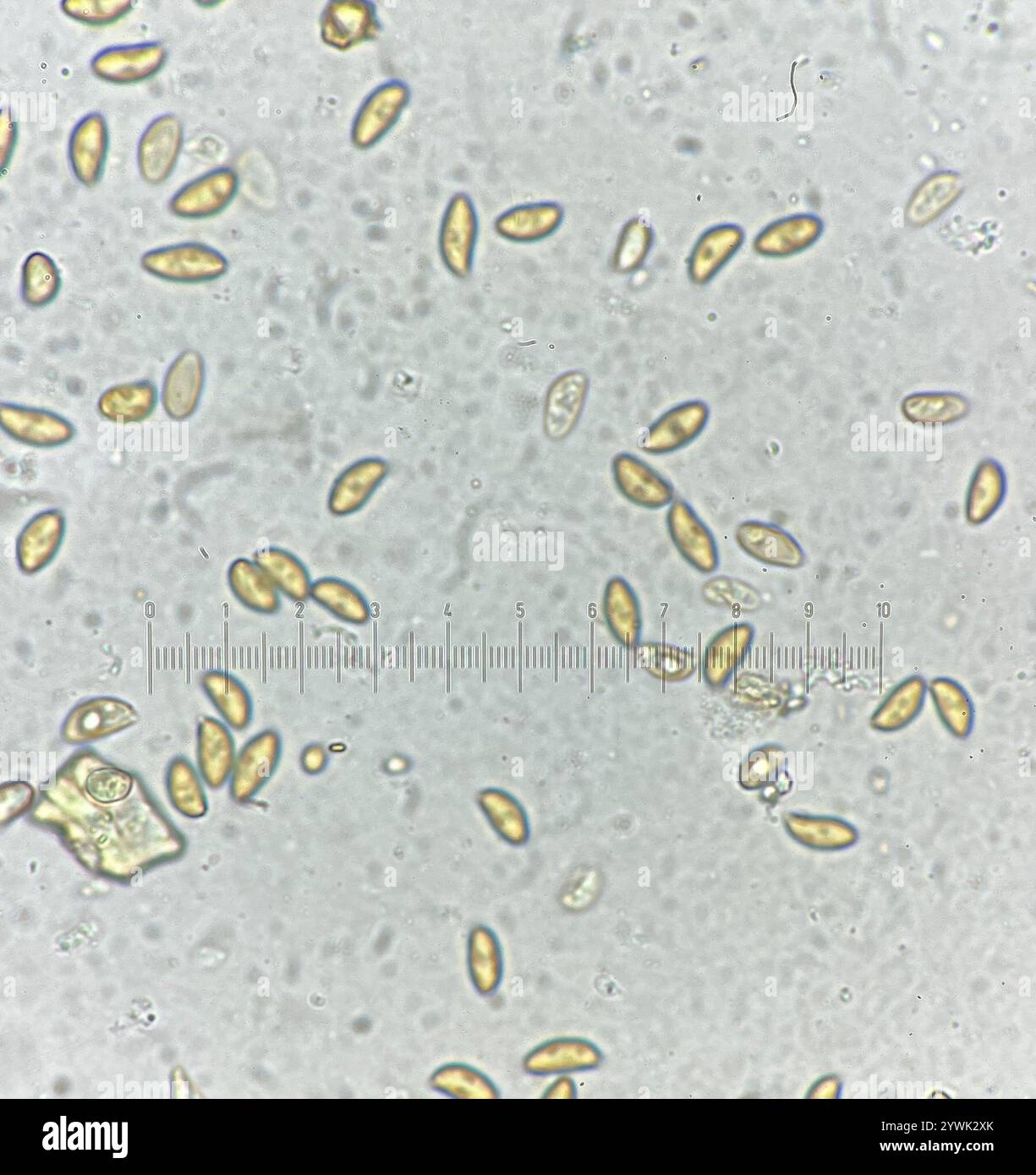 Fiber Caps (Inocybe Stock Photo - Alamy