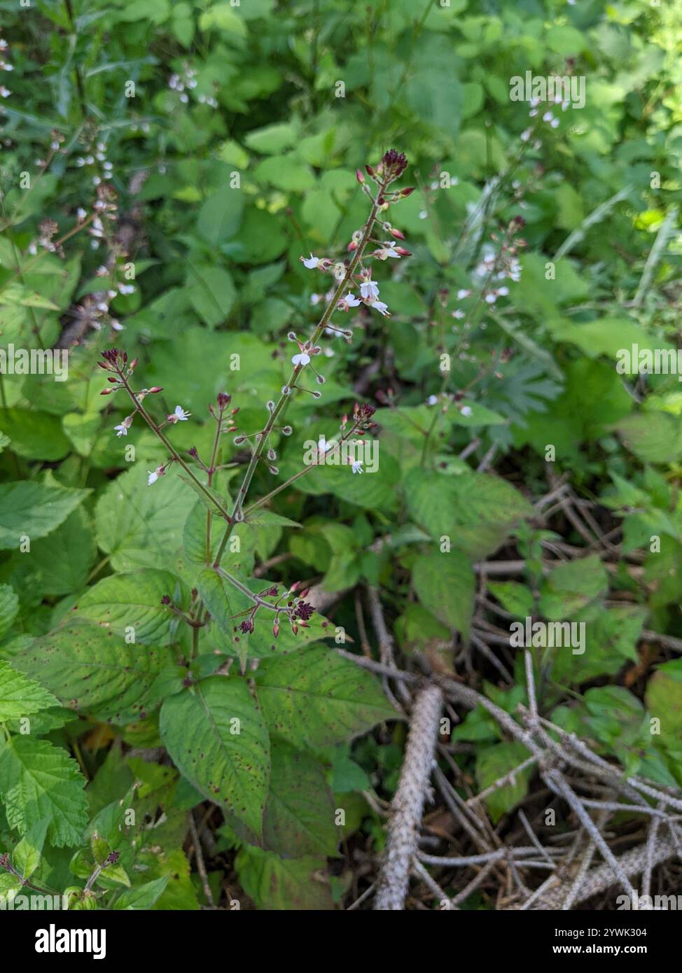 enchanter's-nightshade (Circaea lutetiana Stock Photo - Alamy
