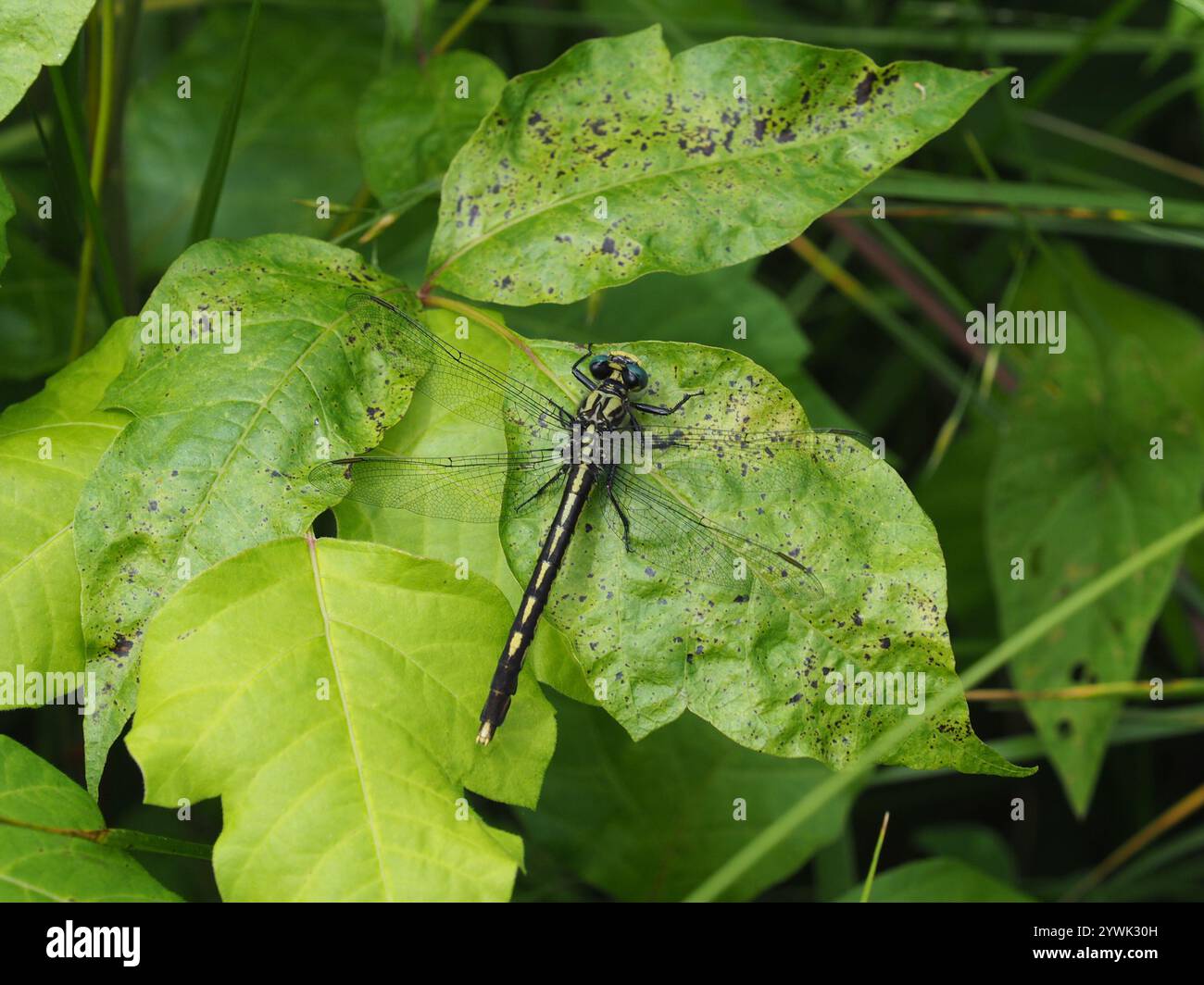 Unicorn Clubtail (Arigomphus villosipes Stock Photo - Alamy