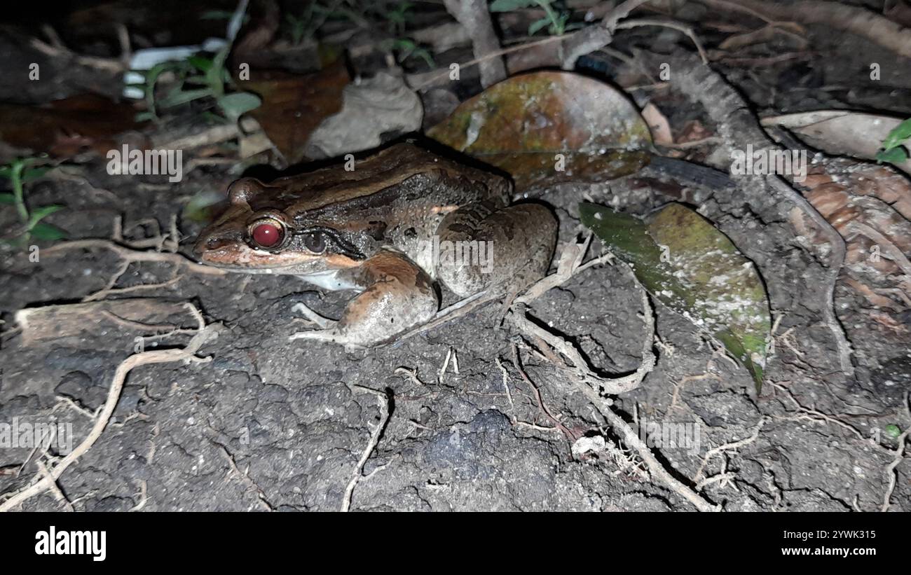 Spotted Foam-nest Frog (Leptodactylus insularum Stock Photo - Alamy