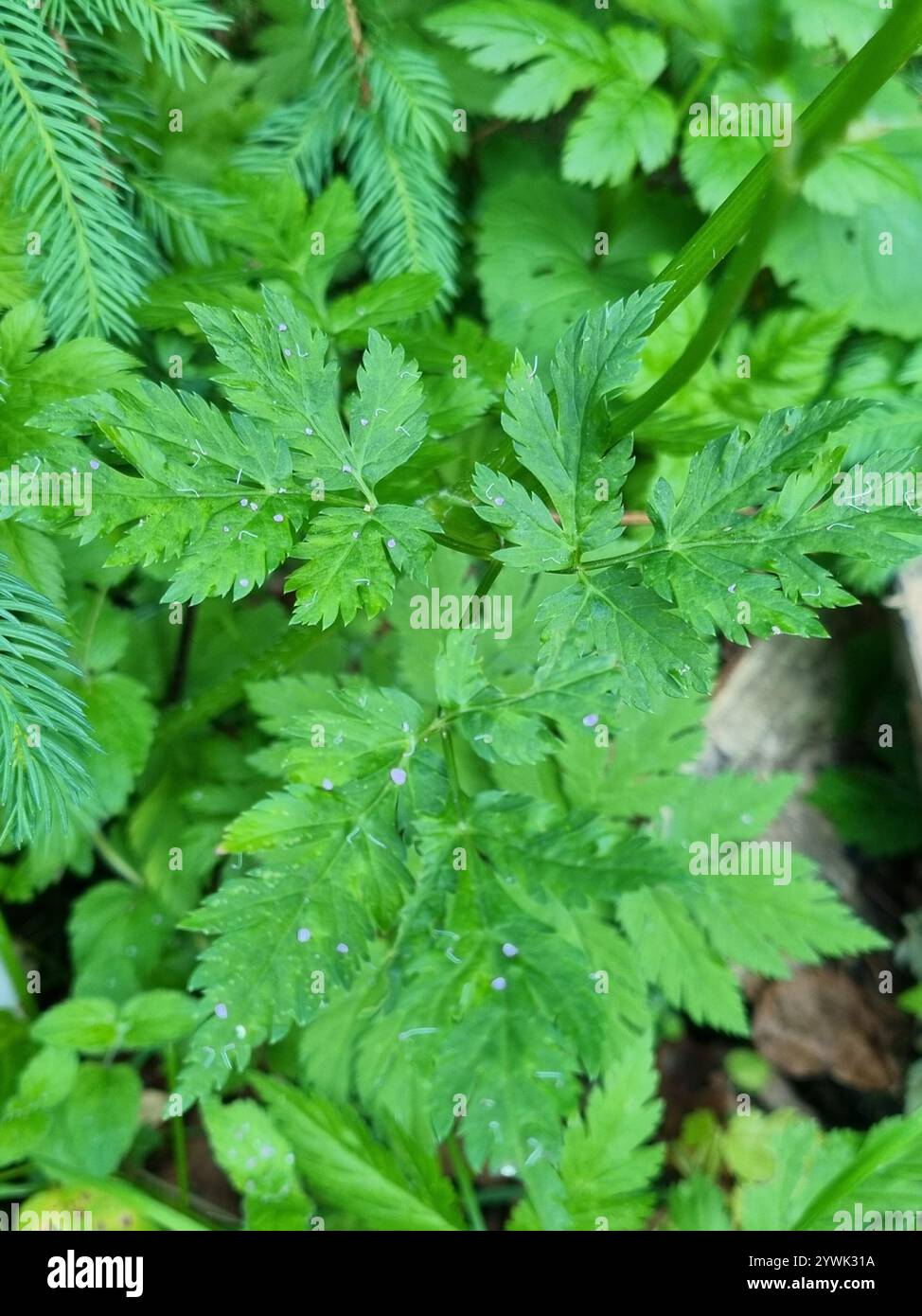 Hairy Chervil (Chaerophyllum hirsutum Stock Photo - Alamy